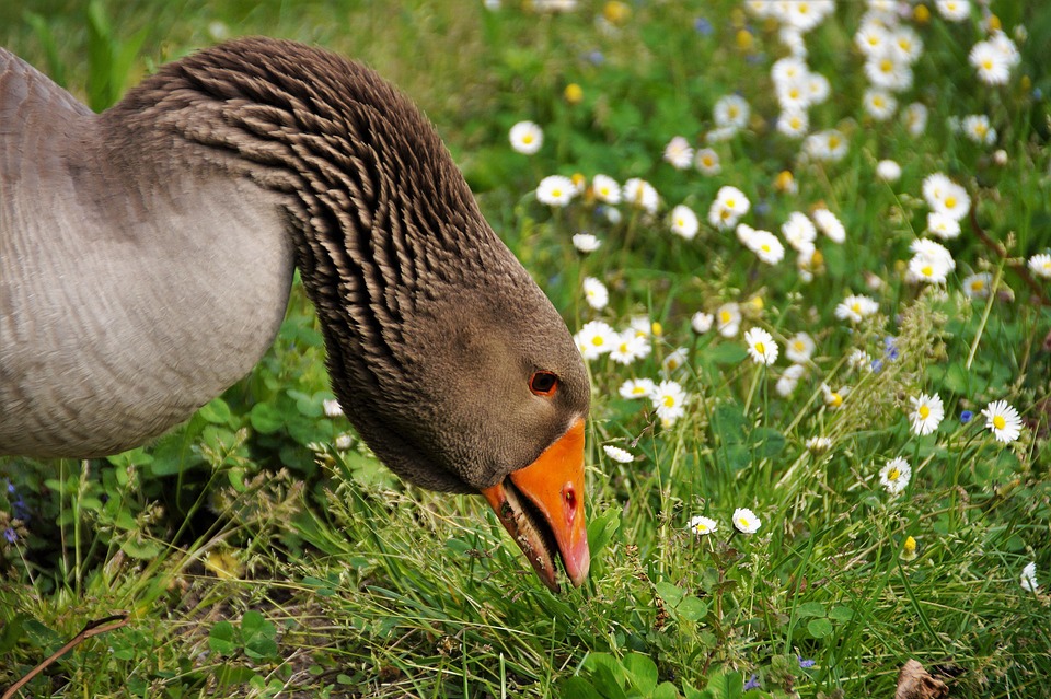 Gans Groß Vogel - Kostenloses Foto auf Pixabay