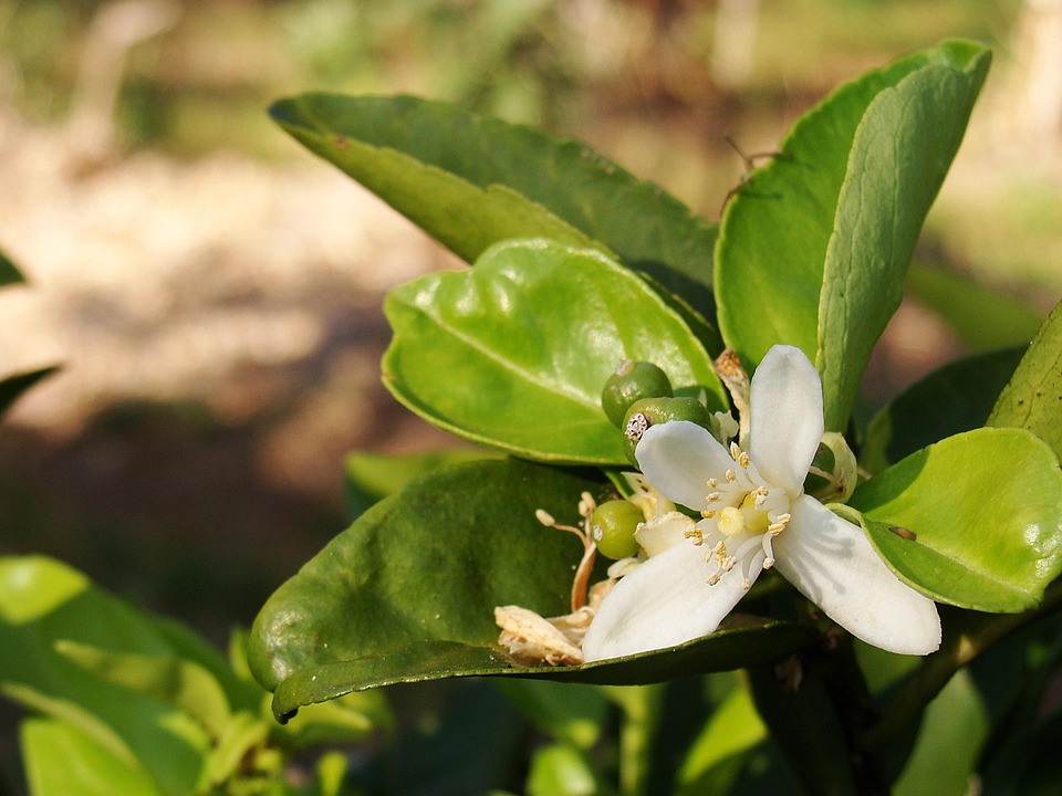 La Flor De Azahar Blanco Planta - Foto gratis en Pixabay - Pixabay