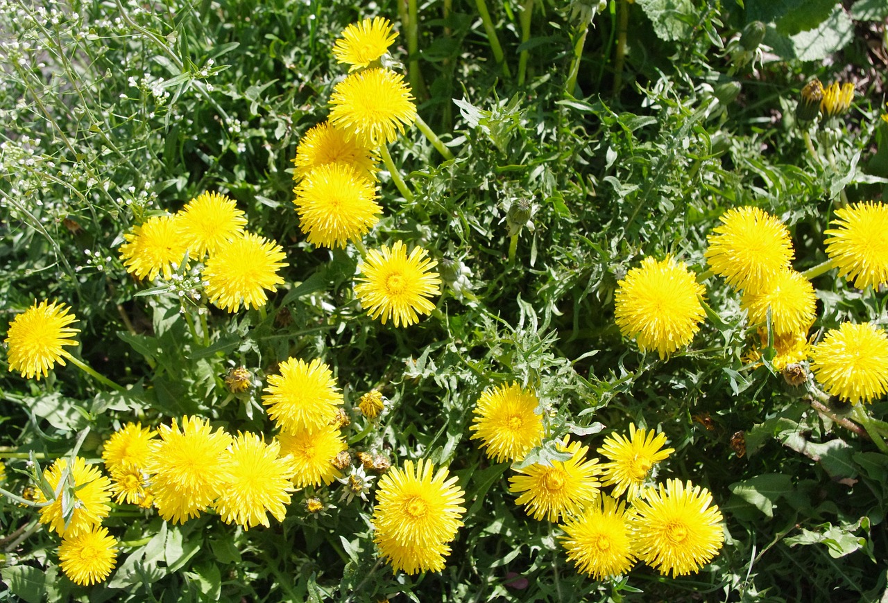 Dandelion Yellow Plant - Free photo on Pixabay - Pixabay
