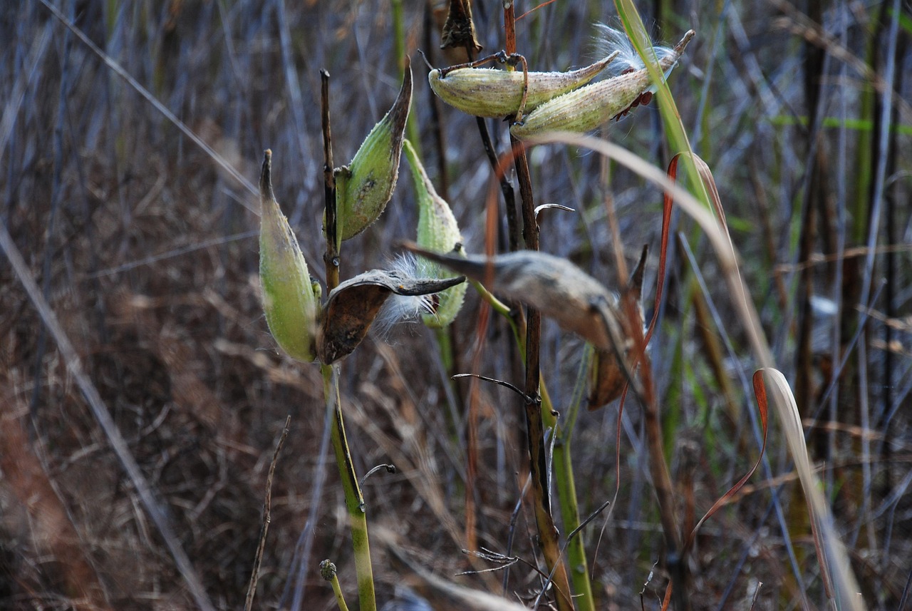 Milkweed Reed Grass Riverside - Free photo on Pixabay