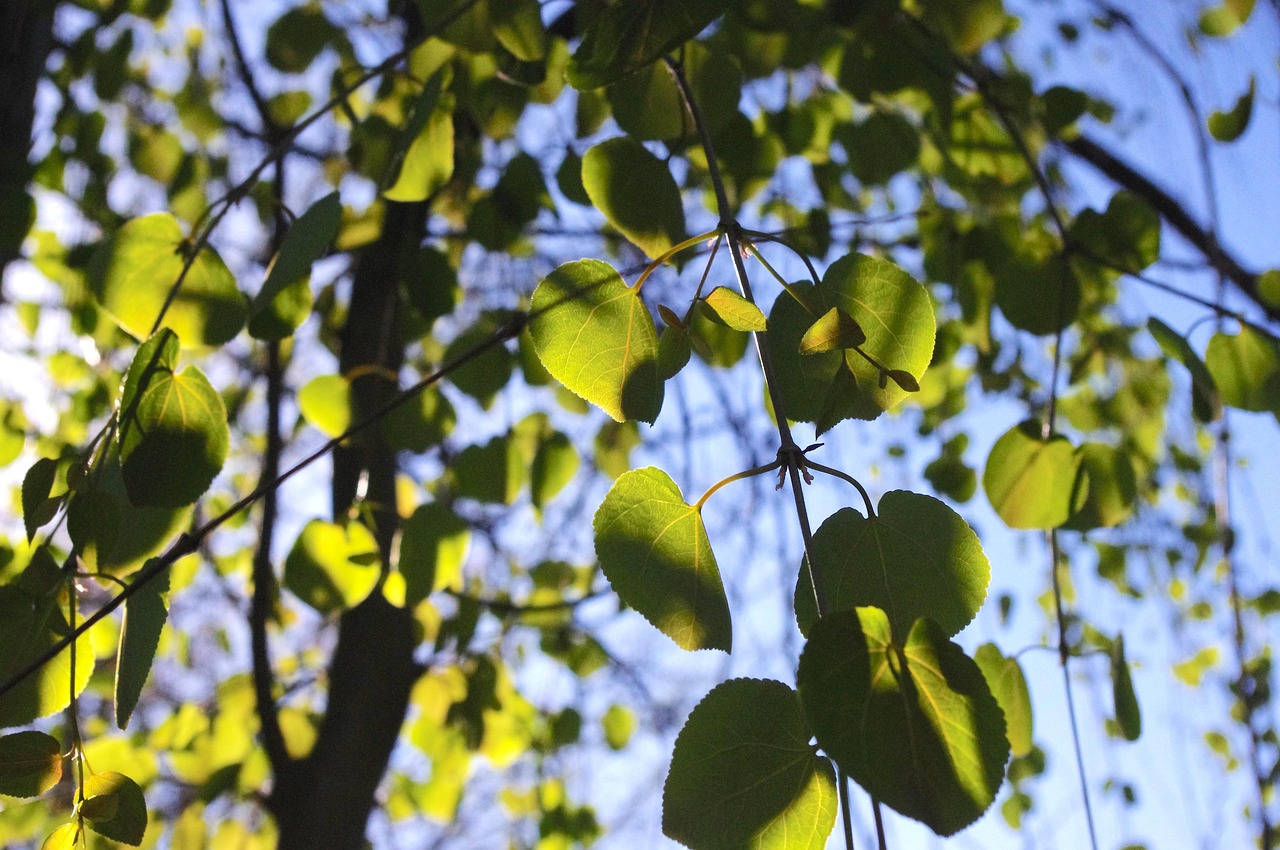 Leaves Tree Forest - Free photo on Pixabay - Pixabay