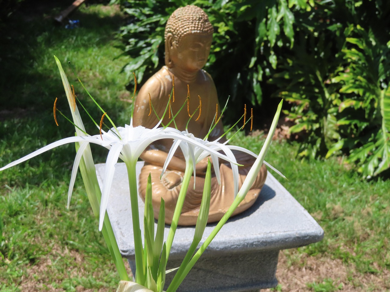 Buddha Lily Spider - Free photo on Pixabay - Pixabay
