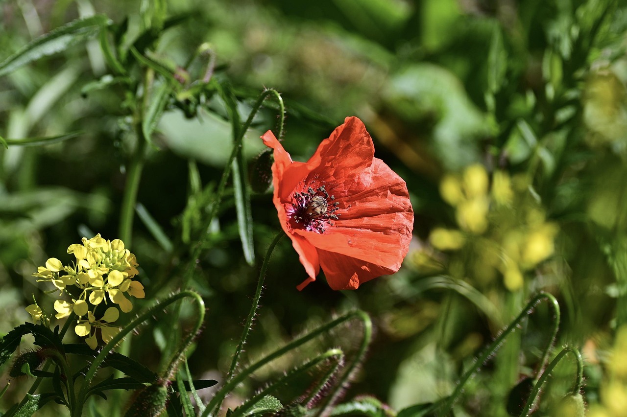 Papoula K Flor De - Foto gratuita no Pixabay - Pixabay