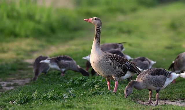 Goose Bird Nature - Free photo on Pixabay