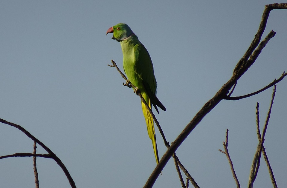 Pájaro Perico Verde - Foto gratis en Pixabay