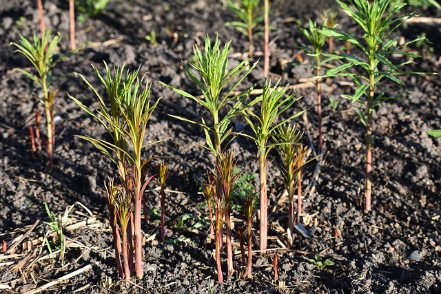 Shoots Sprouts Fireweed - Free photo on Pixabay