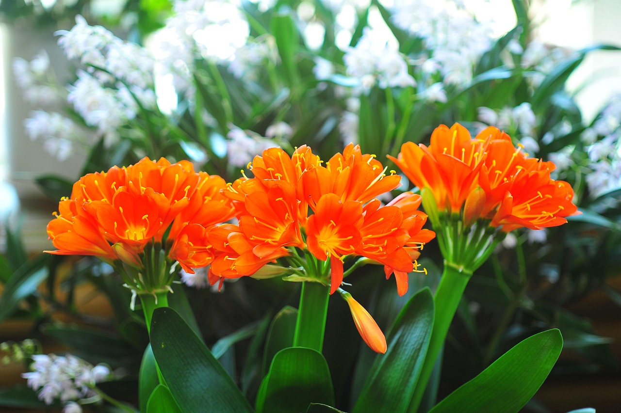 How to Grow: Clivia | Gardening with Charlie