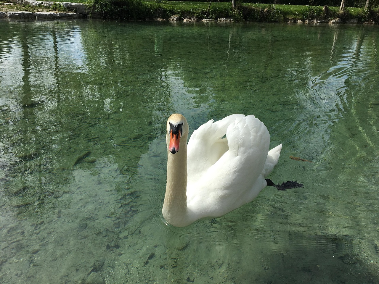 Swan Animal Water - Free photo on Pixabay - Pixabay