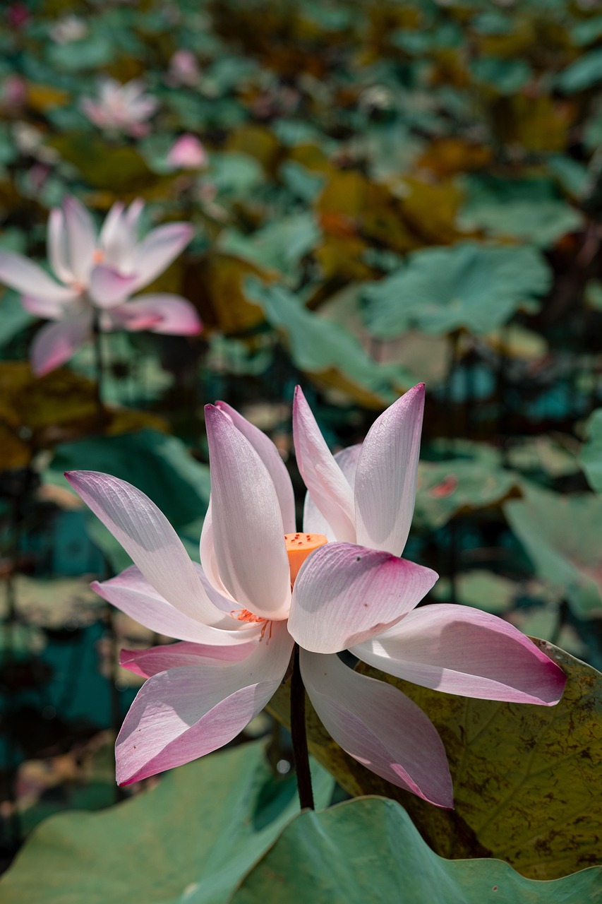 Lótus Flora Natural Lotus Lake - Foto gratuita no Pixabay - Pixabay