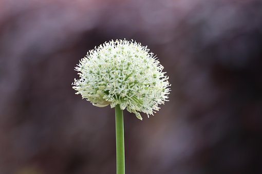 30+ Free Flowering Beech & Flower Images - Pixabay