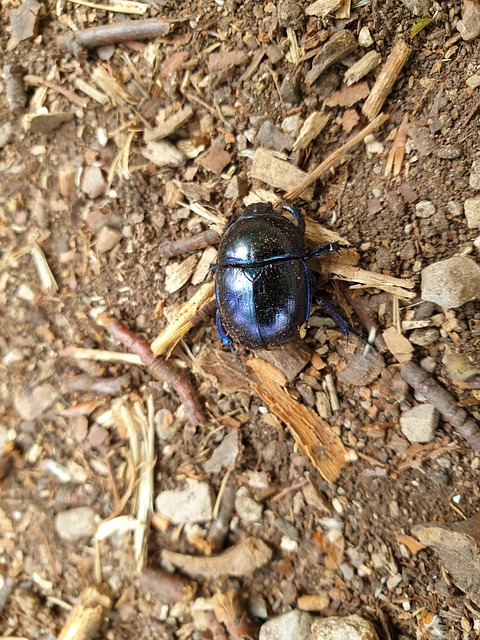Scarab Kumbang Alam - Foto gratis di Pixabay - Pixabay