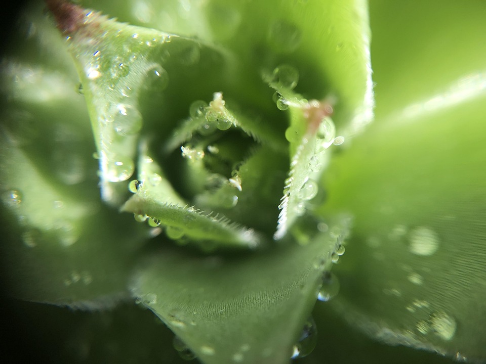 Green Succulent Plant Free Photo On Pixabay Pixabay 5162