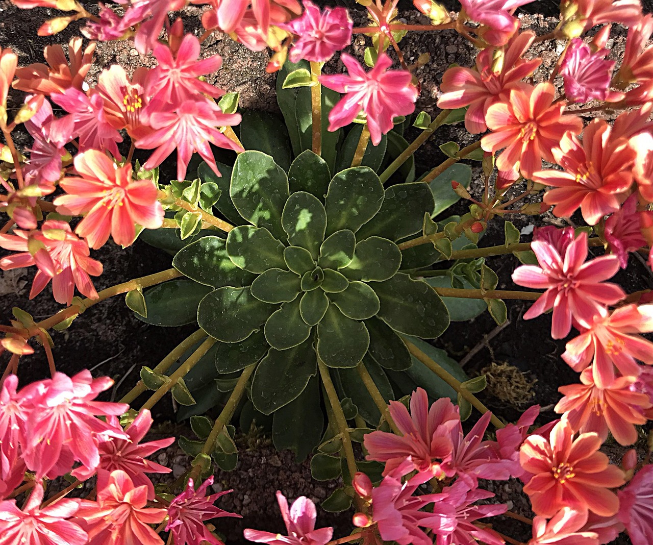 Blossom Bloom Plant - Free photo on Pixabay - Pixabay