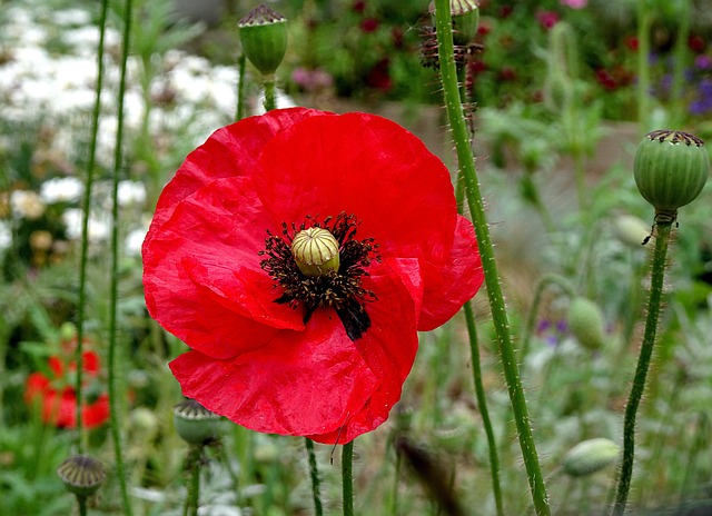 Poppy Bunga Warna Merah Tua - Foto gratis di Pixabay - Pixabay