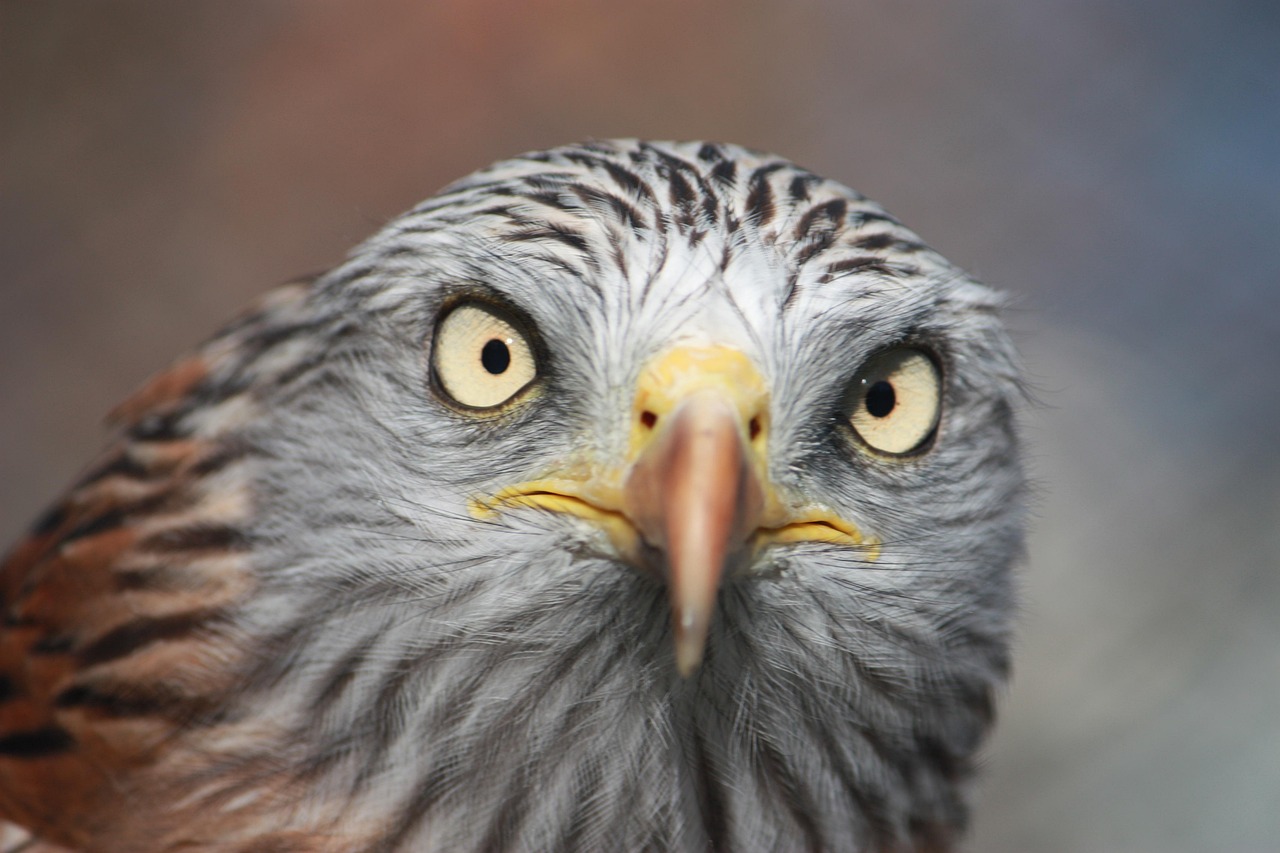 Milan Royal Auvergne Bird - Free photo on Pixabay - Pixabay