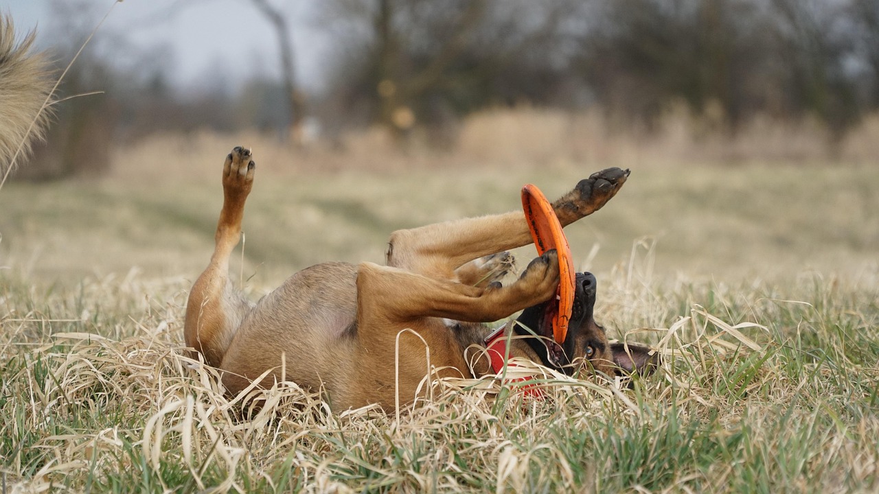 Sheep-Dog Belgian Schertingswalde - Free photo on Pixabay - Pixabay