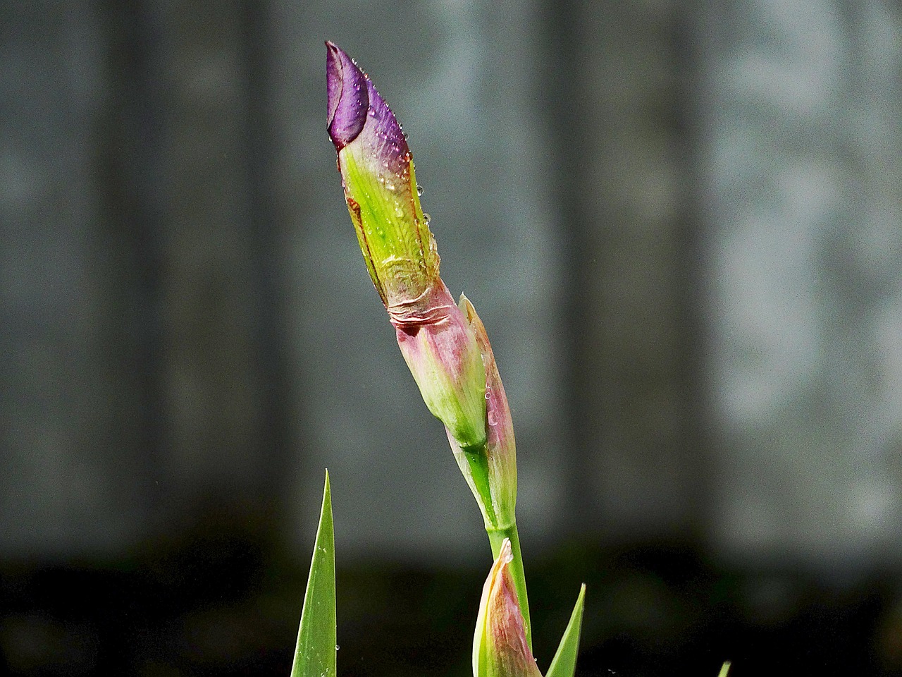 Flower Bud - Free photo on Pixabay - Pixabay