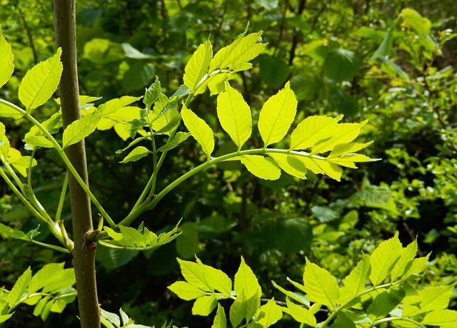 Sorbus Aucuparia Rowan Mountain - Foto gratis di Pixabay - Pixabay