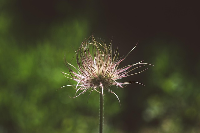 Tanaman Anemon Pudar - Foto gratis di Pixabay - Pixabay