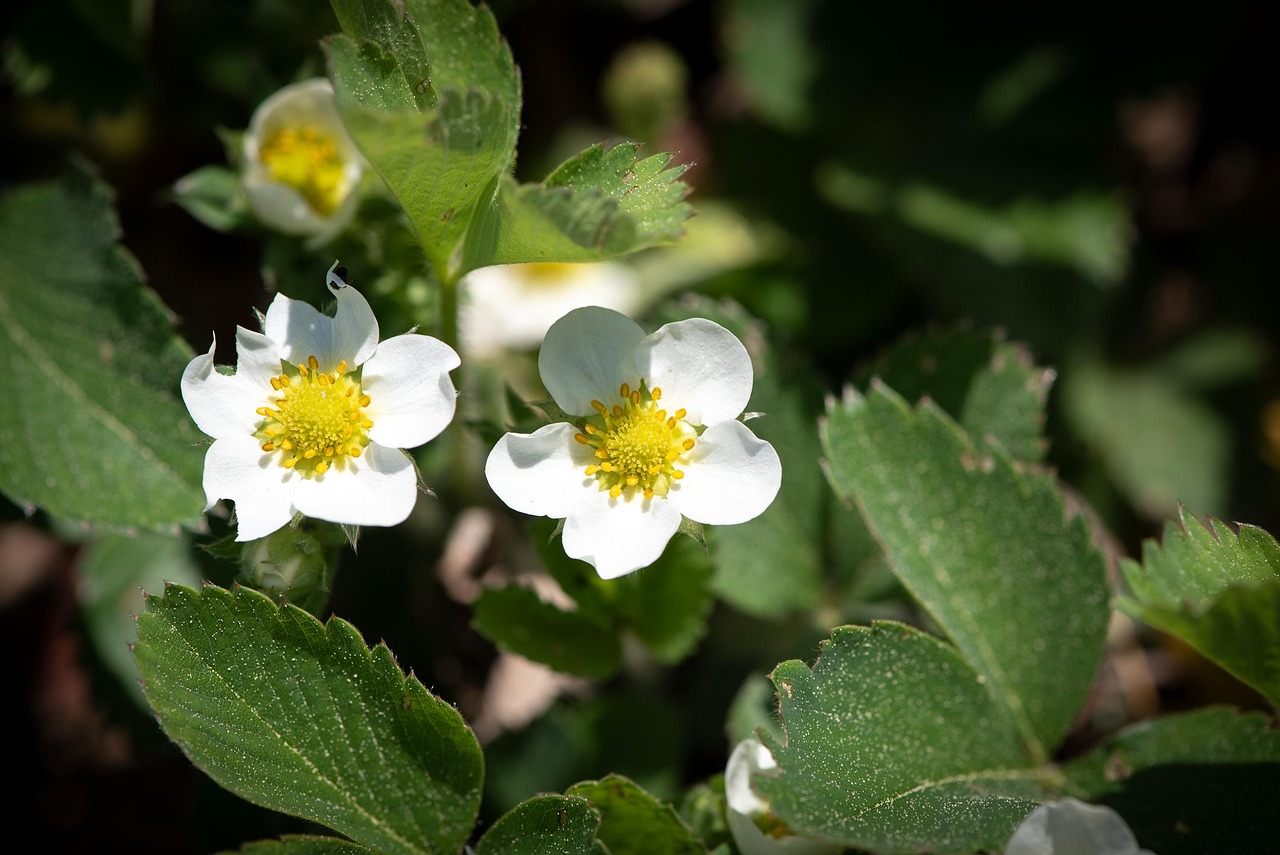 Fleurs De Fraise Blanche - Photo gratuite sur Pixabay - Pixabay
