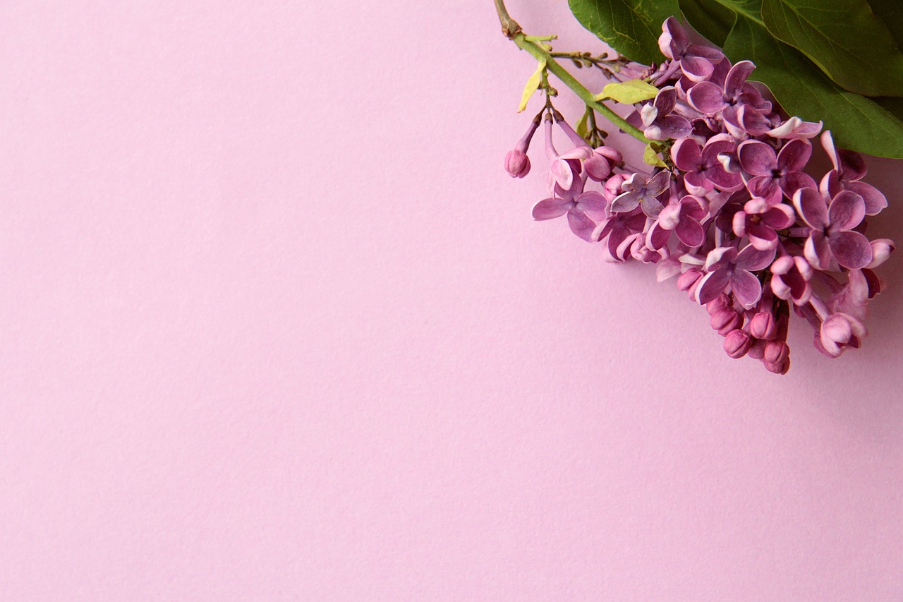 Lilac Background Copy Space - Free photo on Pixabay