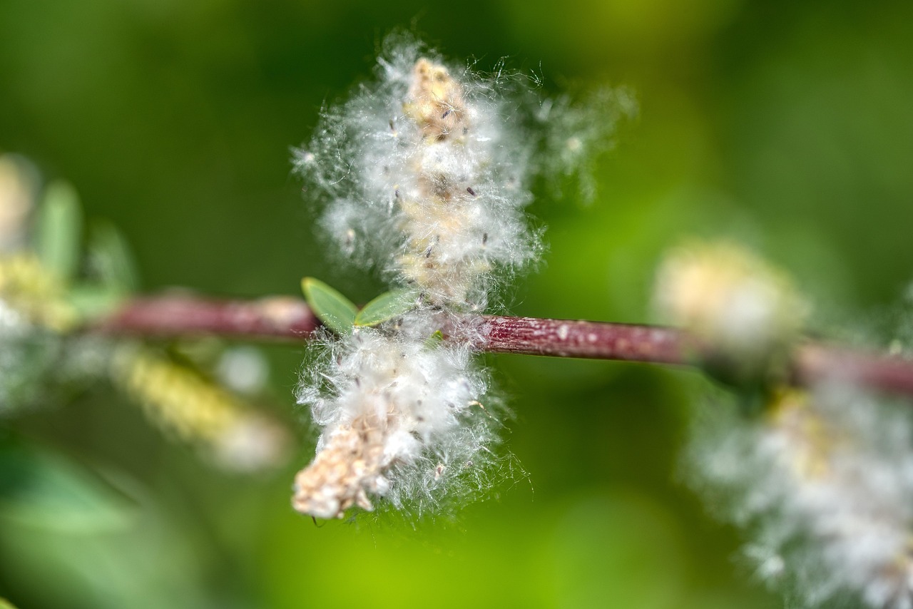Poplar Fluff Wool Fruit - Free photo on Pixabay - Pixabay