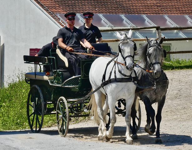 200+ Free Horse Cart & Horse Images
