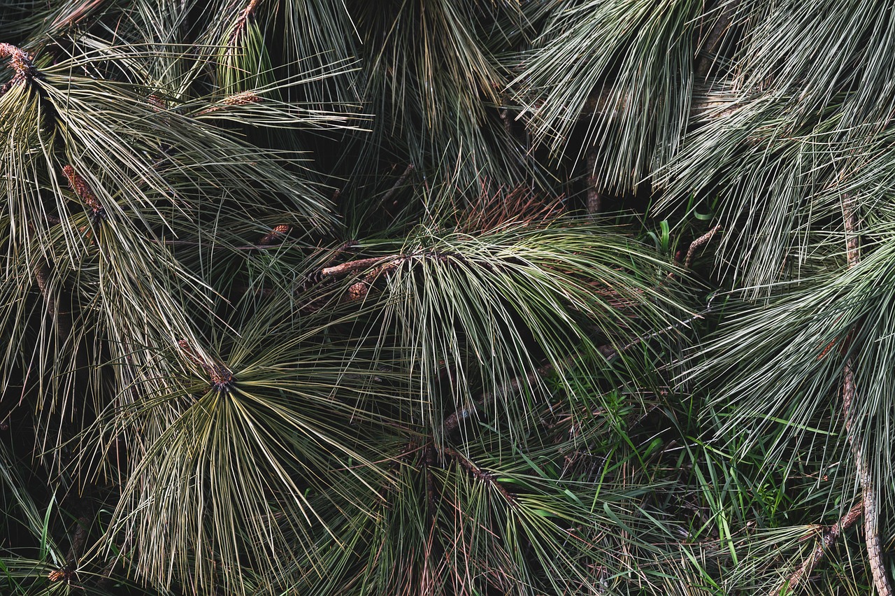 Nature Pine Tree - Free photo on Pixabay