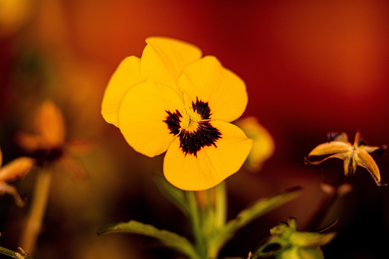 100+ Free Sirotka & Orphan Images - Pixabay