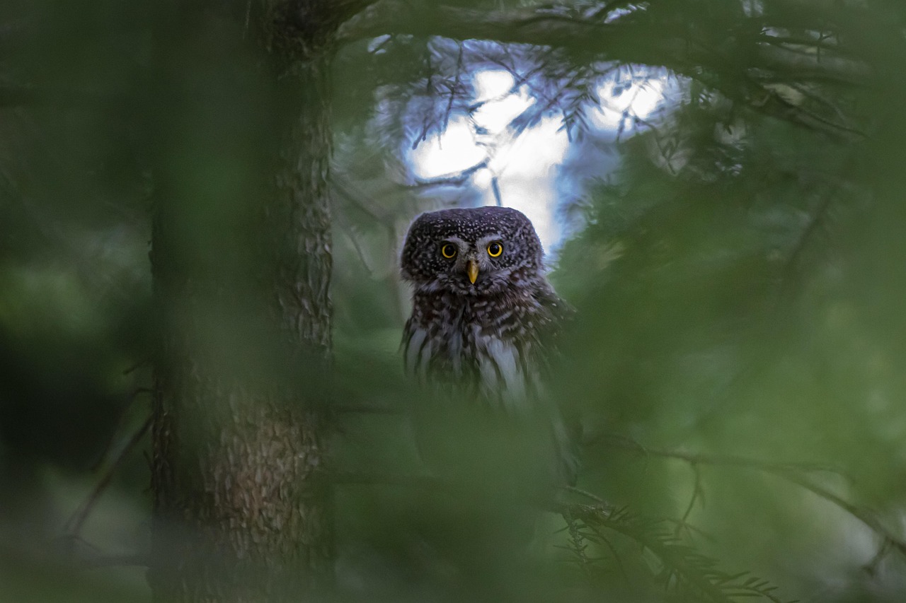 Eurasian Pygmy Owl Glaucidium - Free photo on Pixabay - Pixabay
