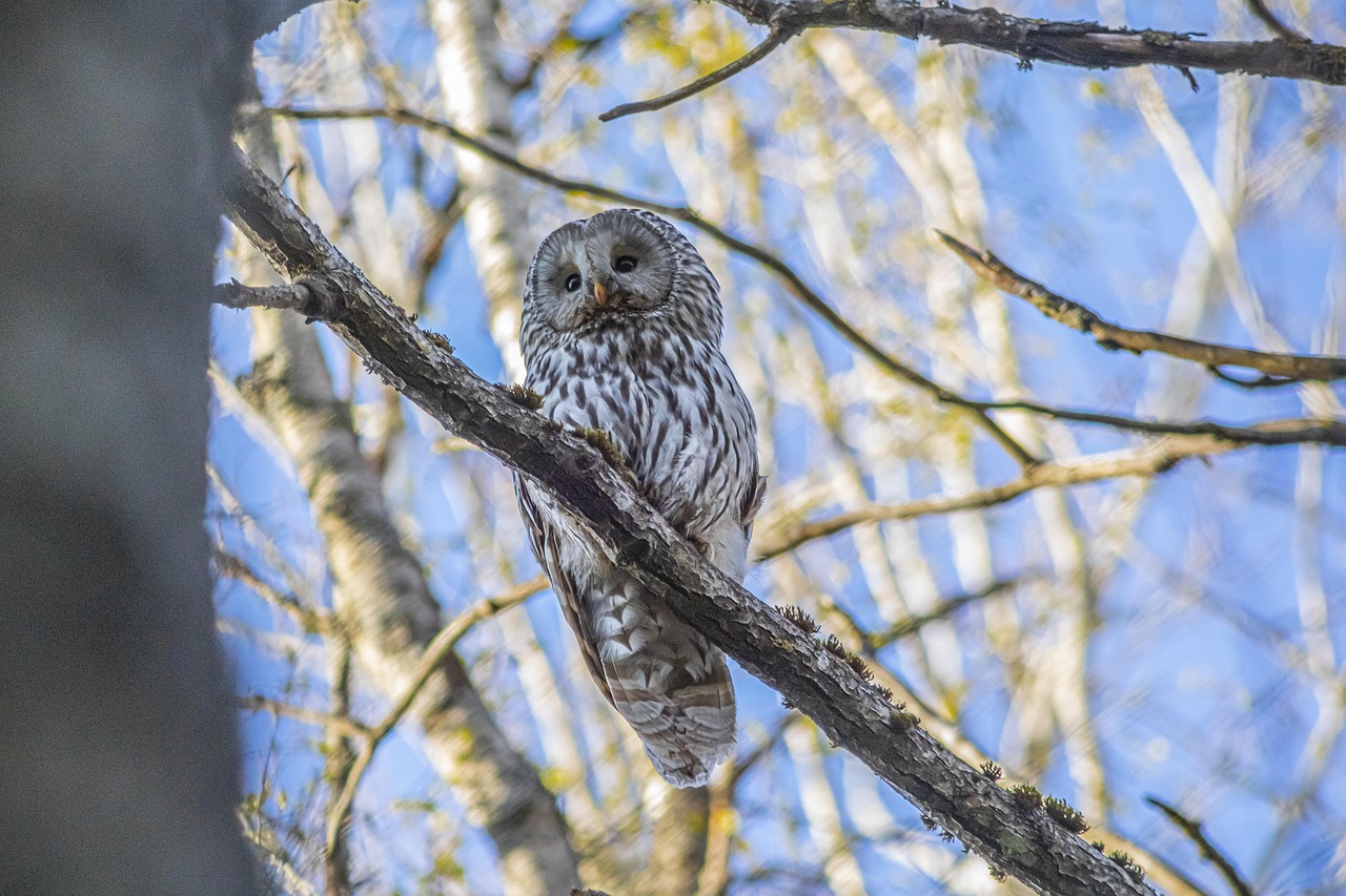 Chouette De L'Oural Strix - Photo gratuite sur Pixabay - Pixabay