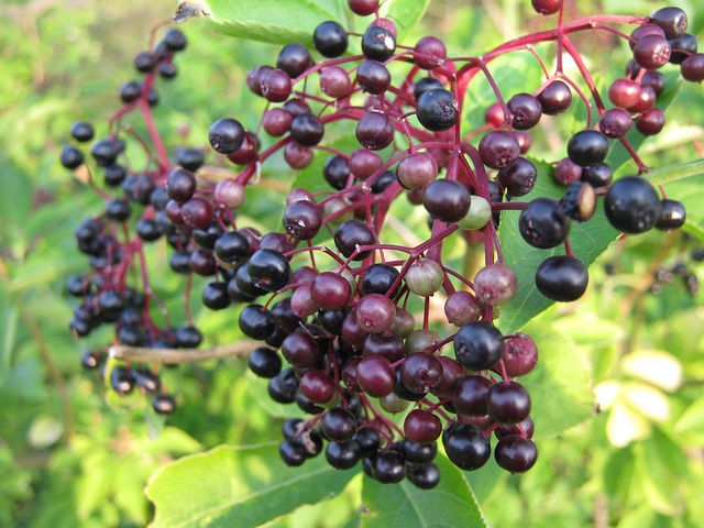 Sabugueiro Fruto Baga De - Foto gratuita no Pixabay - Pixabay