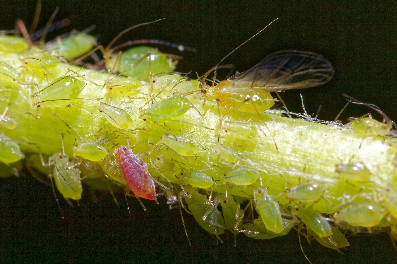 600 Aphid Infestation Pixabay 600 Aphid Infestation Pixabay