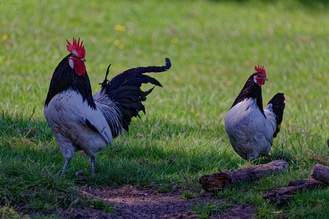 Coq Et Poule Coupler Poulet Noir - Photo gratuite sur Pixabay - Pixabay