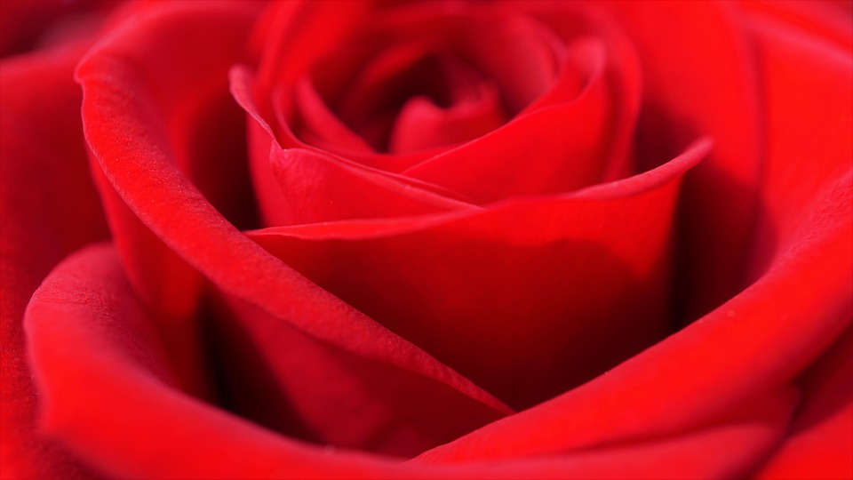 Red Rose Petals - Free photo on Pixabay