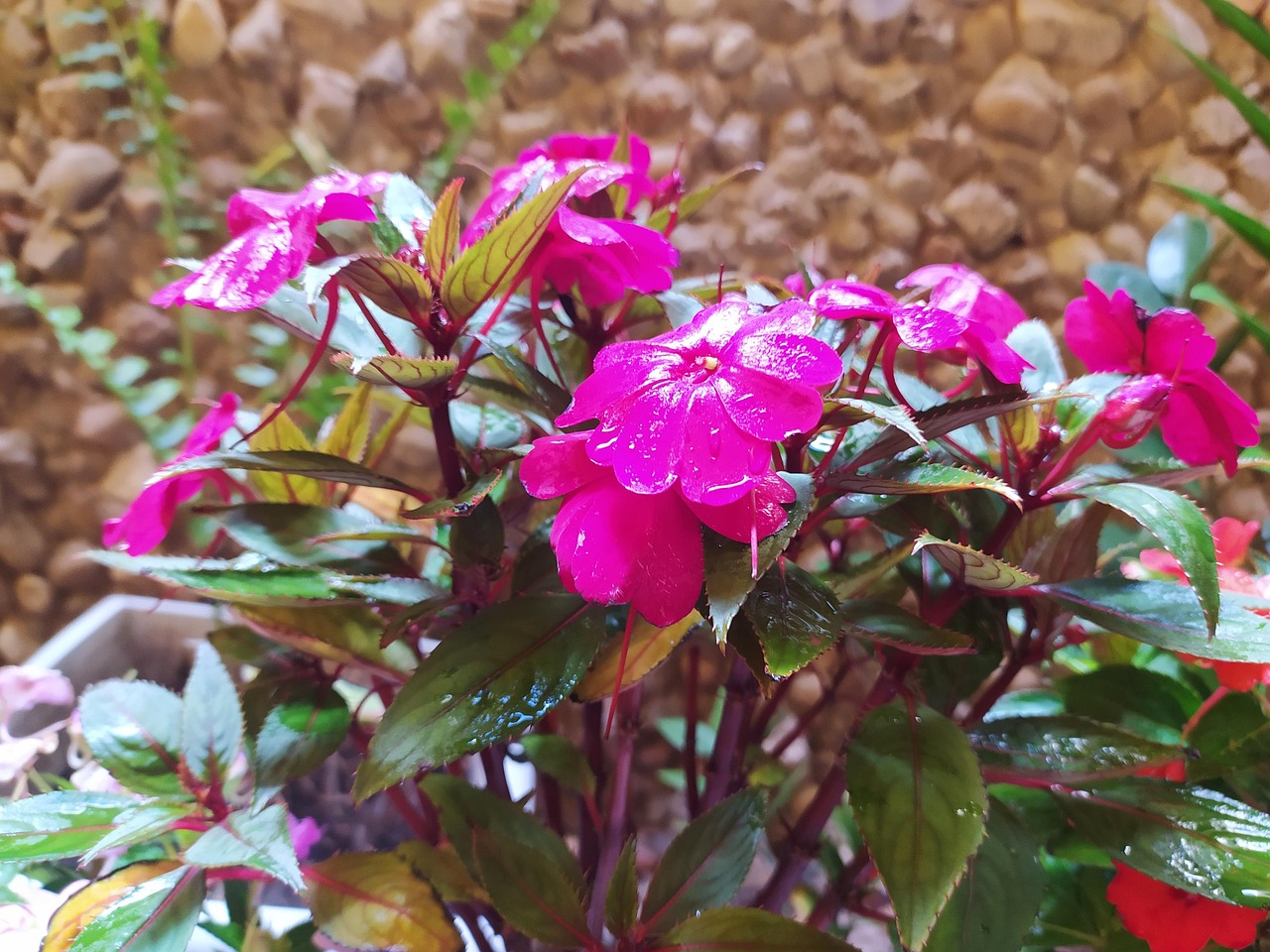 Blomma Reste Sig - Gratis foto på Pixabay