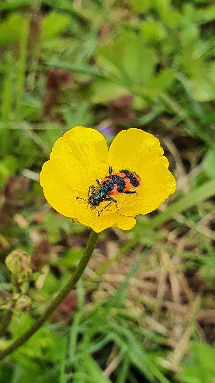 Shaggy Bee Beetle Buttercup Yellow - Free photo on Pixabay