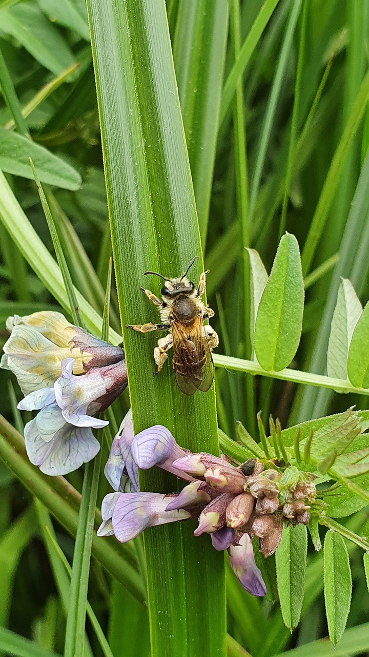 Abeilles Sauvages Fermer Velu Bord - Photo gratuite sur Pixabay - Pixabay