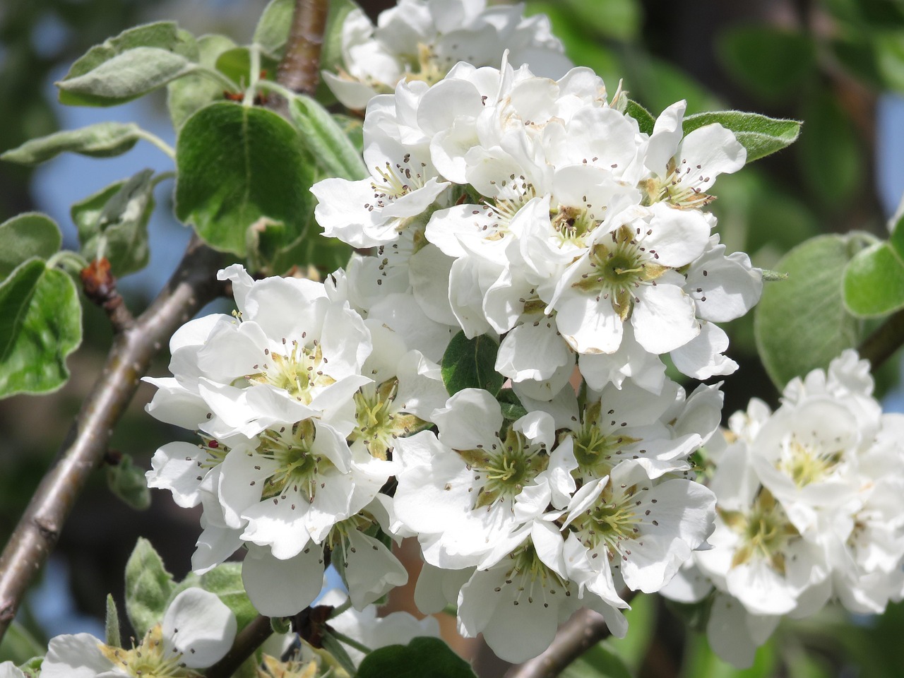 Pera Primavera Flor - Foto gratis en Pixabay - Pixabay