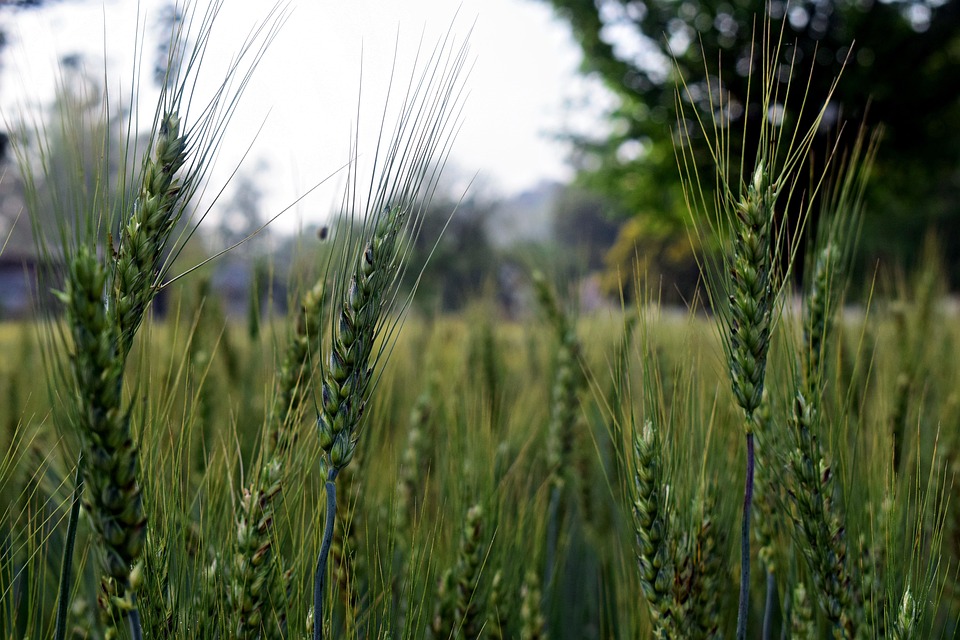Wheatfield Wheat Grain - Free photo on Pixabay - Pixabay