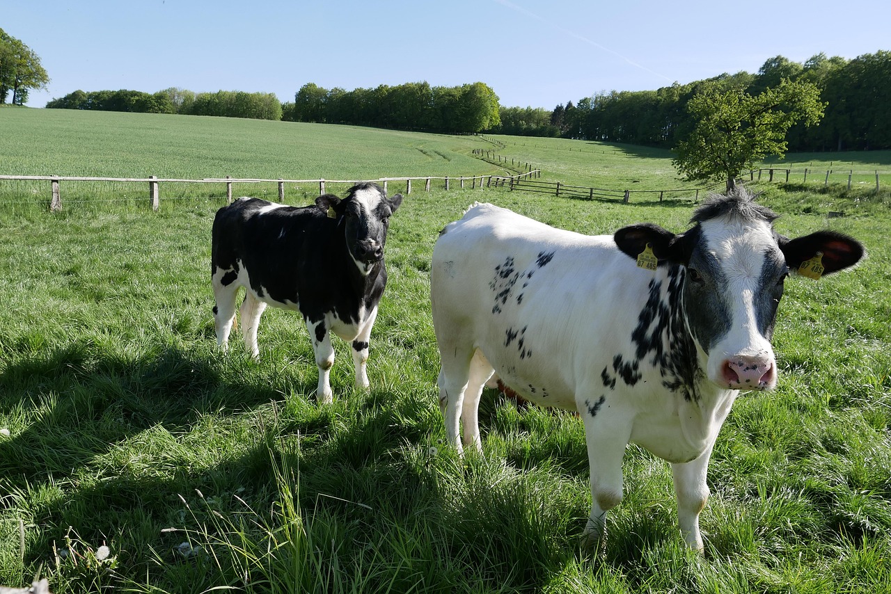 Sapi Padang Rumput Ternak Tanah - Foto gratis di Pixabay - Pixabay