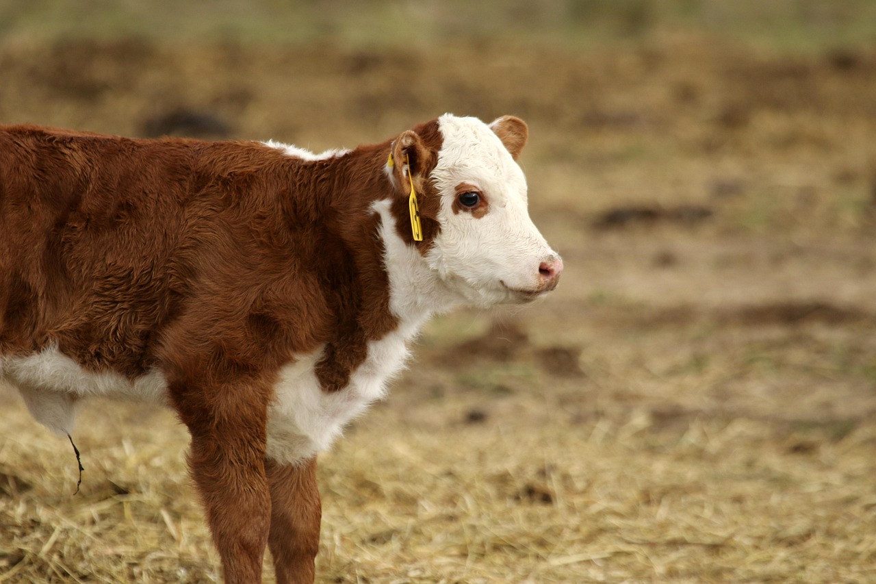 Cute Brown Calf