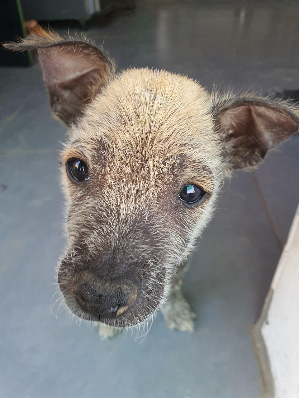 Cachorro Cão Peruano Filhotes - Foto gratuita no Pixabay - Pixabay