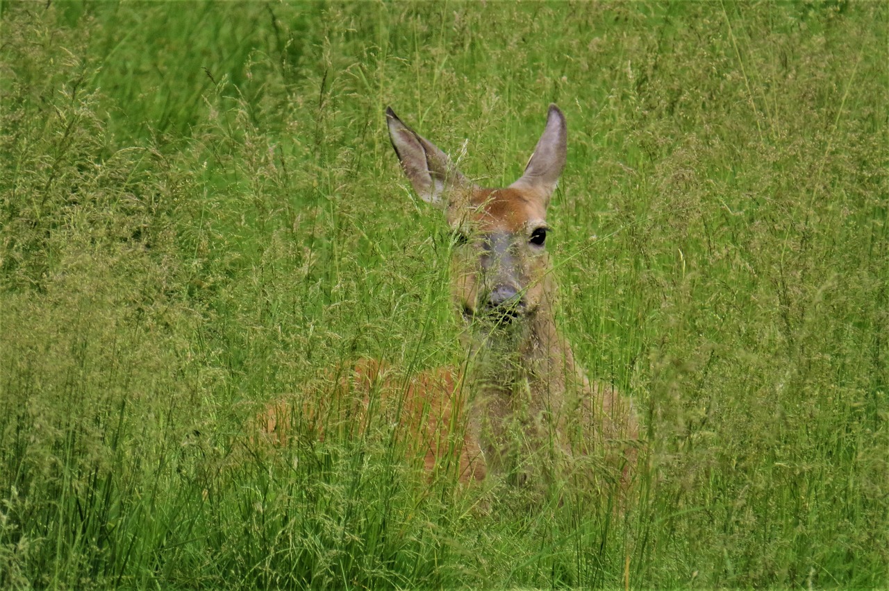 Capricorn Green Wild Animal - Free photo on Pixabay