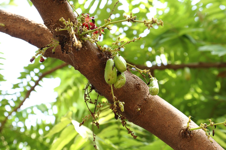 Kerala Bilimbi Tree - Free photo on Pixabay - Pixabay