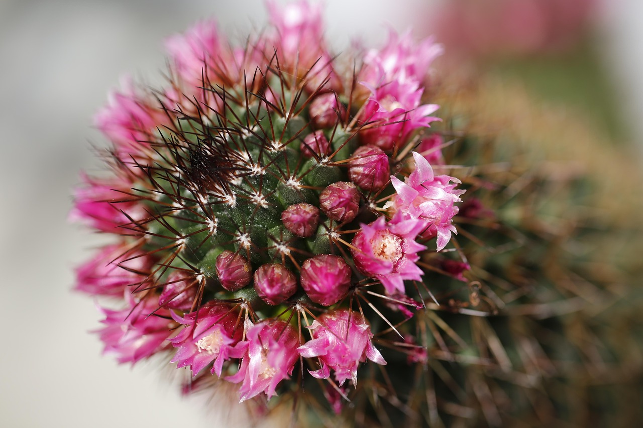 Cactus Flor Planta - Foto gratis en Pixabay - Pixabay