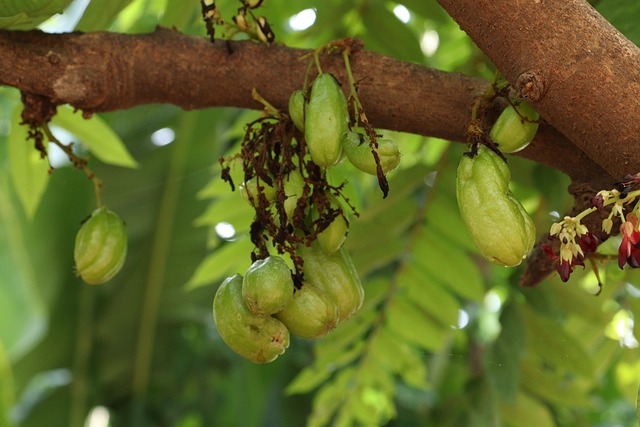 Kerala Bilimbi Tree - Free photo on Pixabay - Pixabay