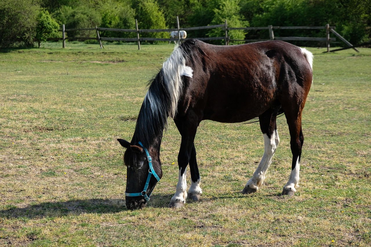Caballo Semental Yegua El - Foto gratis en Pixabay - Pixabay