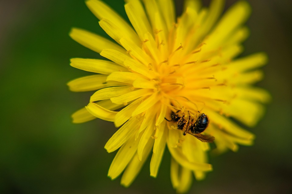 Insecte Le Printemps Macro - Photo gratuite sur Pixabay - Pixabay