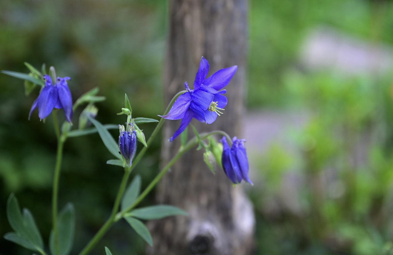 Plus de 500 images de Ancolie et de Beautiful Flowers - Pixabay